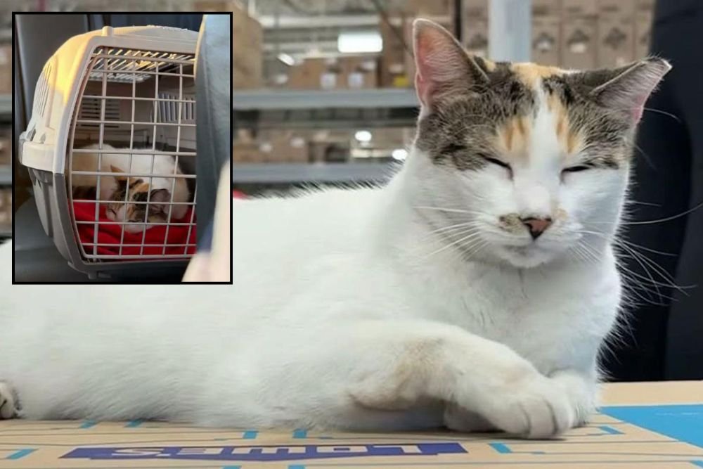 Beloved Lowe’s Cat ‘Francine’ Found Safe in North Carolina, Heading ...